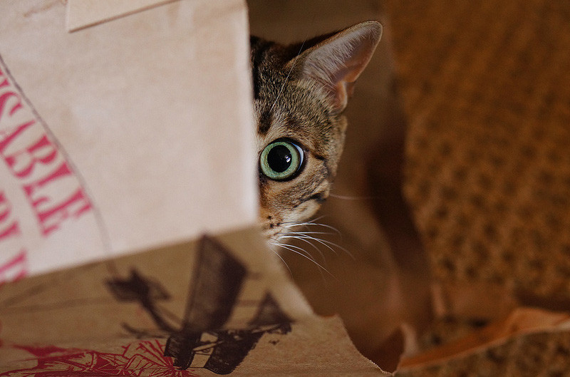 16 Great Shots Of Cats Playing Around | Smashing Camera